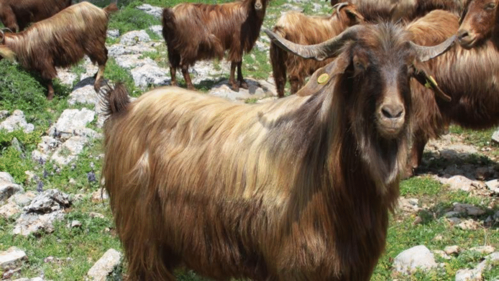 First Case of Small Ruminant Plague (PPR) Confirmed in Albania - Rks News